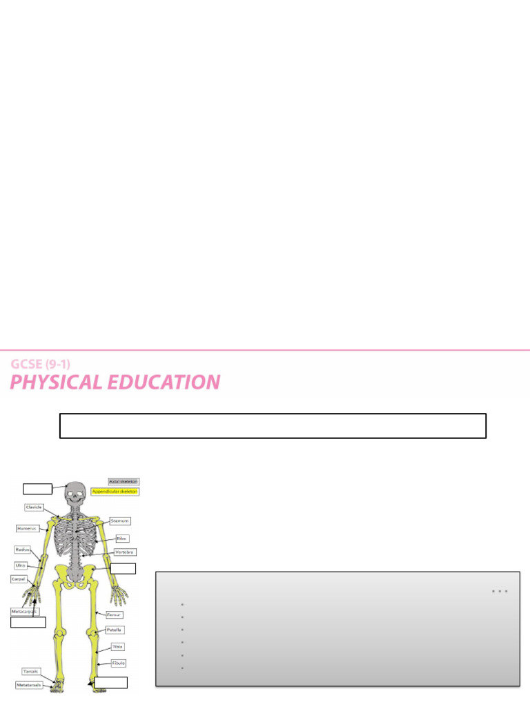 GCSE PE 1.1.a Skeletal System 1 | PDF | Anatomical Terms Of Motion ...