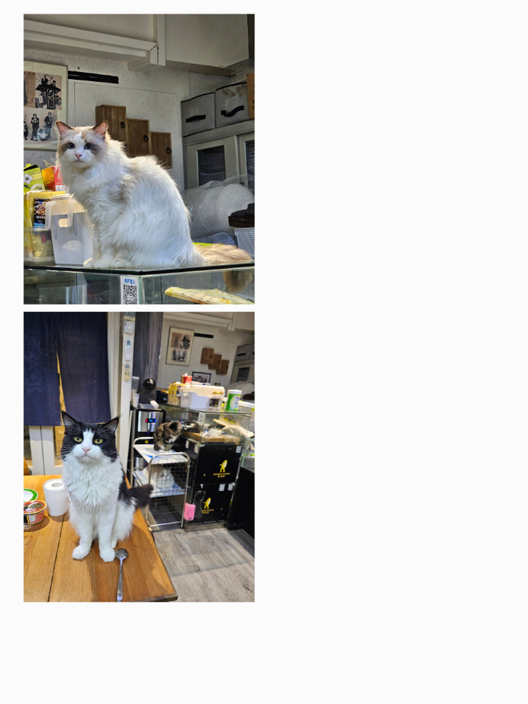 My Cats | PDF