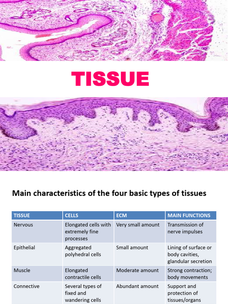 Overview of Tissue Types and Functions | PDF | Epithelium | Tissue ...