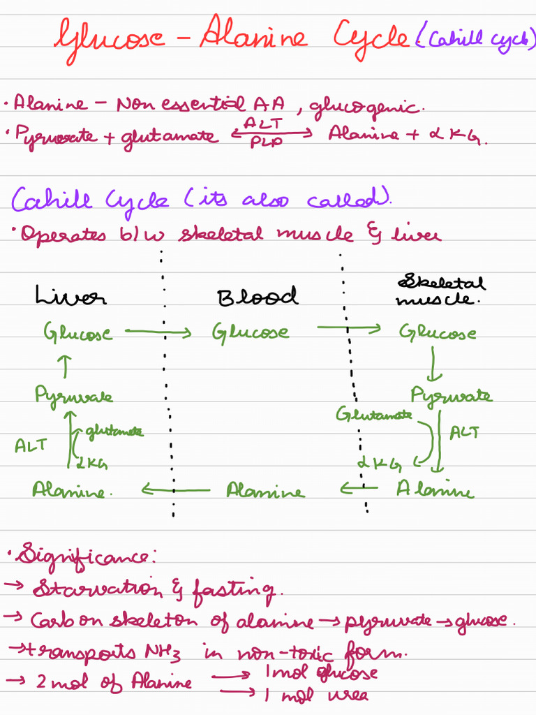 Glucose Alanine Cycle | PDF