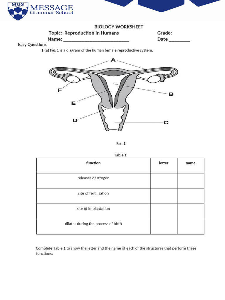 Human Reproductive System Worksheet | PDF | Fertilisation | Menstrual Cycle