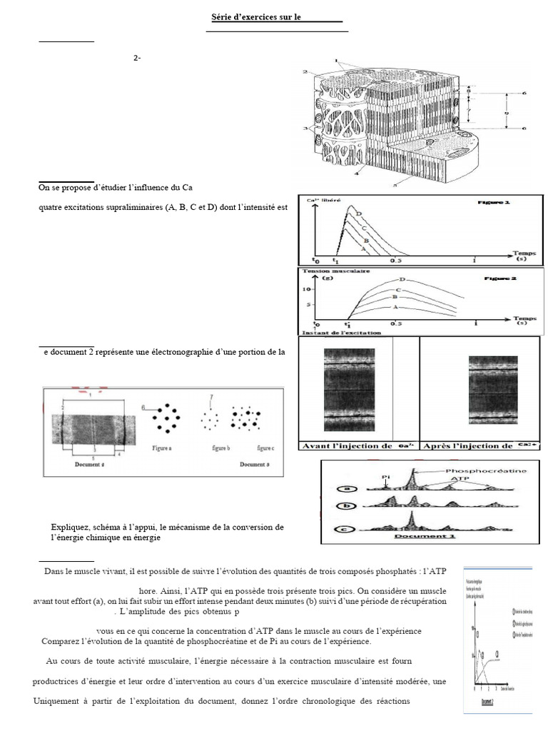Exercices sur la contraction musculaire | PDF | Muscle | Contraction du ...