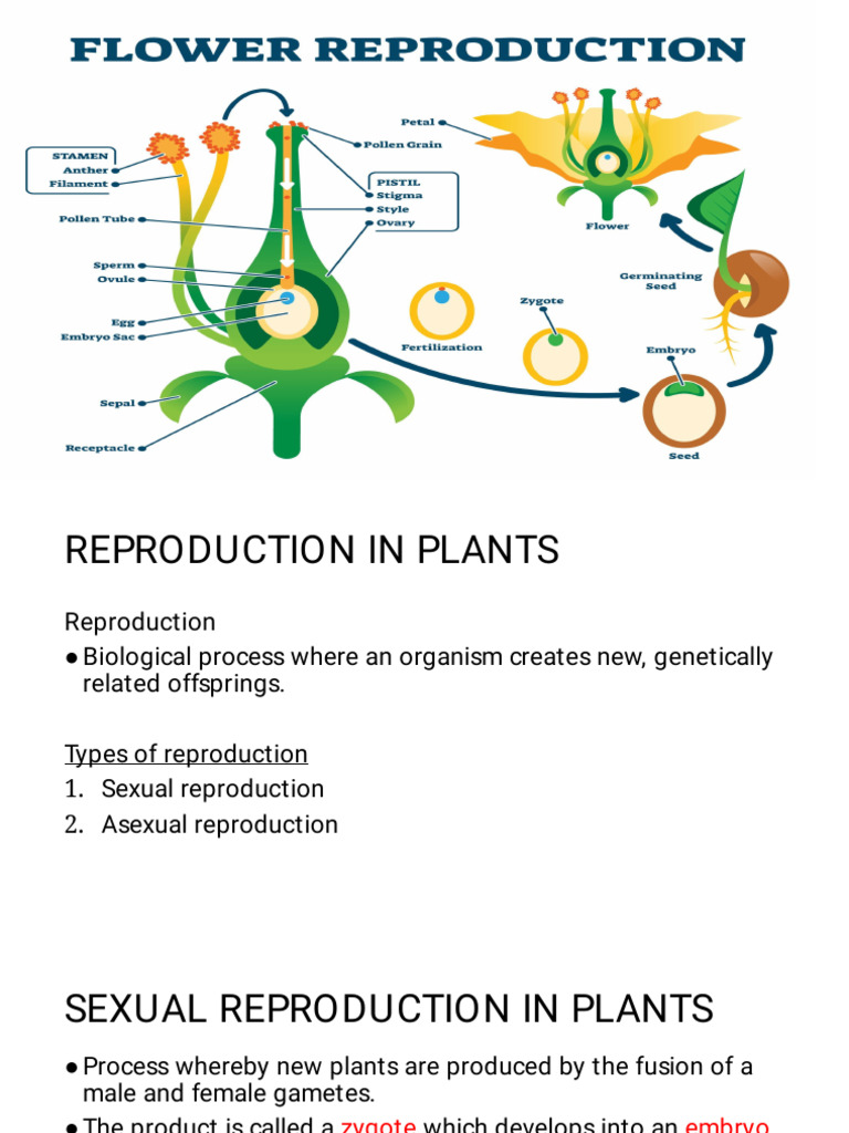 Sexual Reproduction 1 | PDF | Flowers | Fertilisation