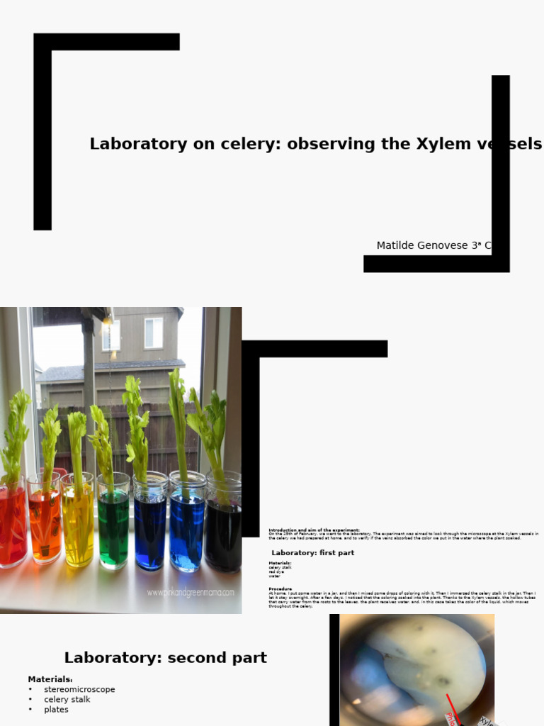 Observing Xylem in Celery Experiment | PDF | Plant Stem | Leaf