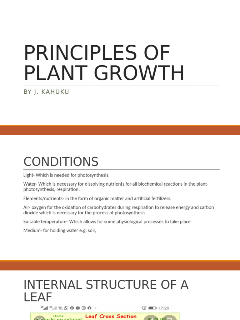 Principles of Plant Growth and Structure | PDF | Flowers | Root