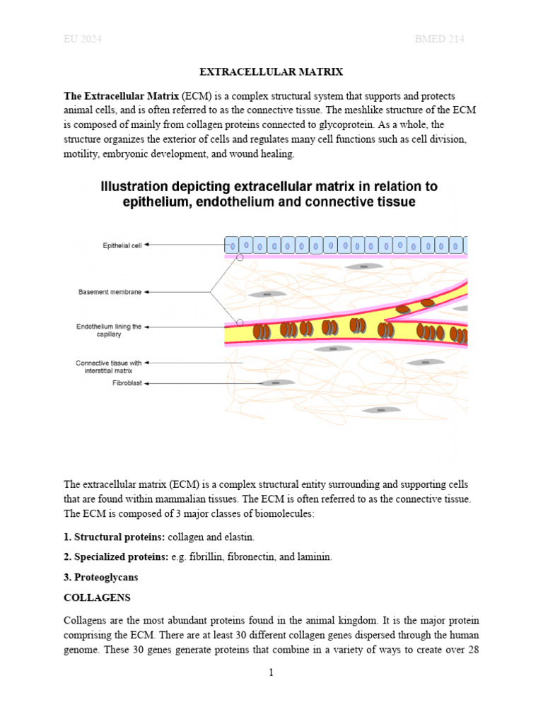 07b Extracellular Matrix | PDF | Extracellular Matrix | Collagen
