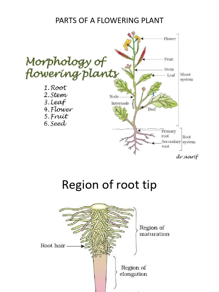 Morphology of Flowering Plants | PDF | Seed | Leaf