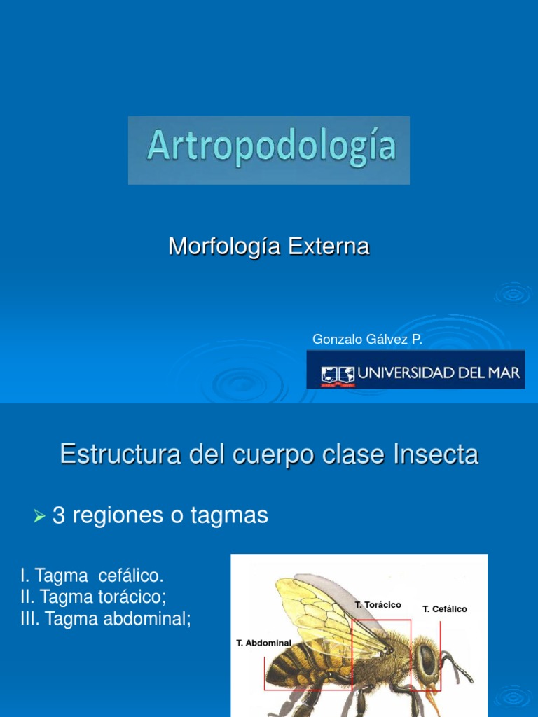 Presentación Tagmas 2 | PDF | Insectos | Apicultura