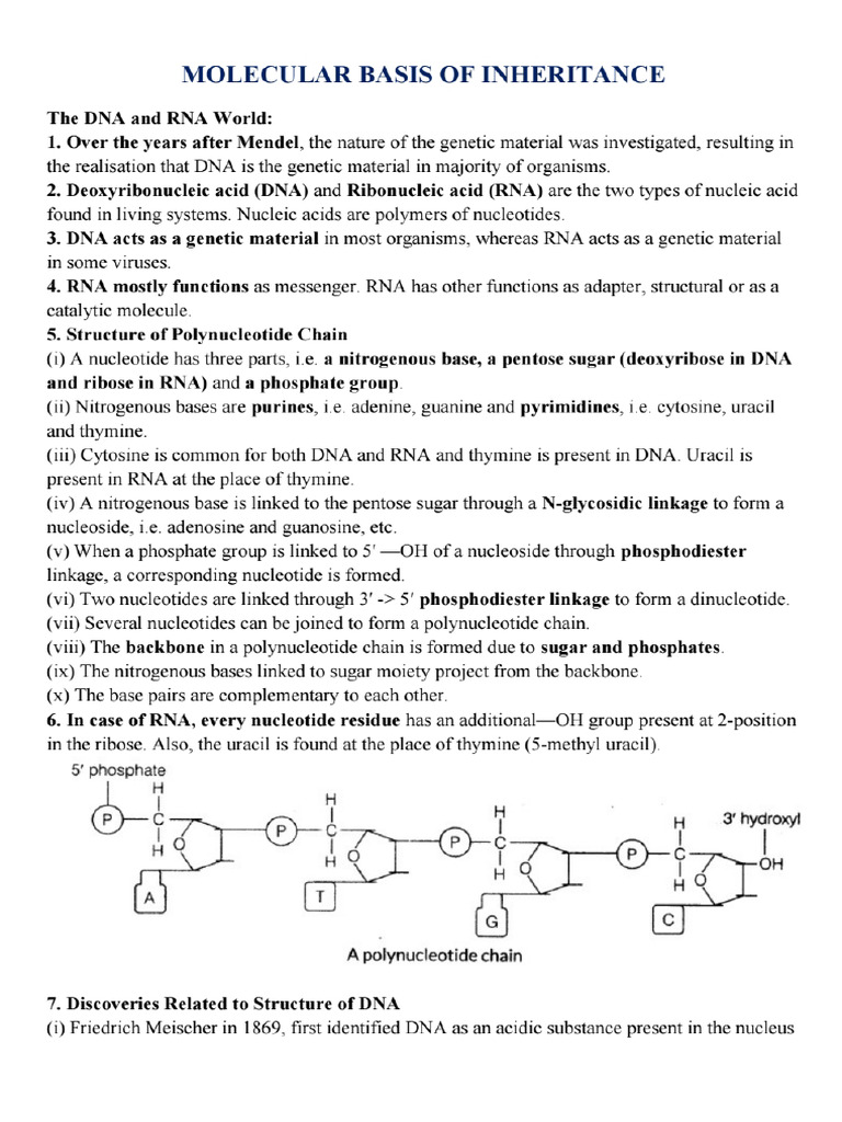 Chapter No.4 Molecular Basis of Inheritance | PDF