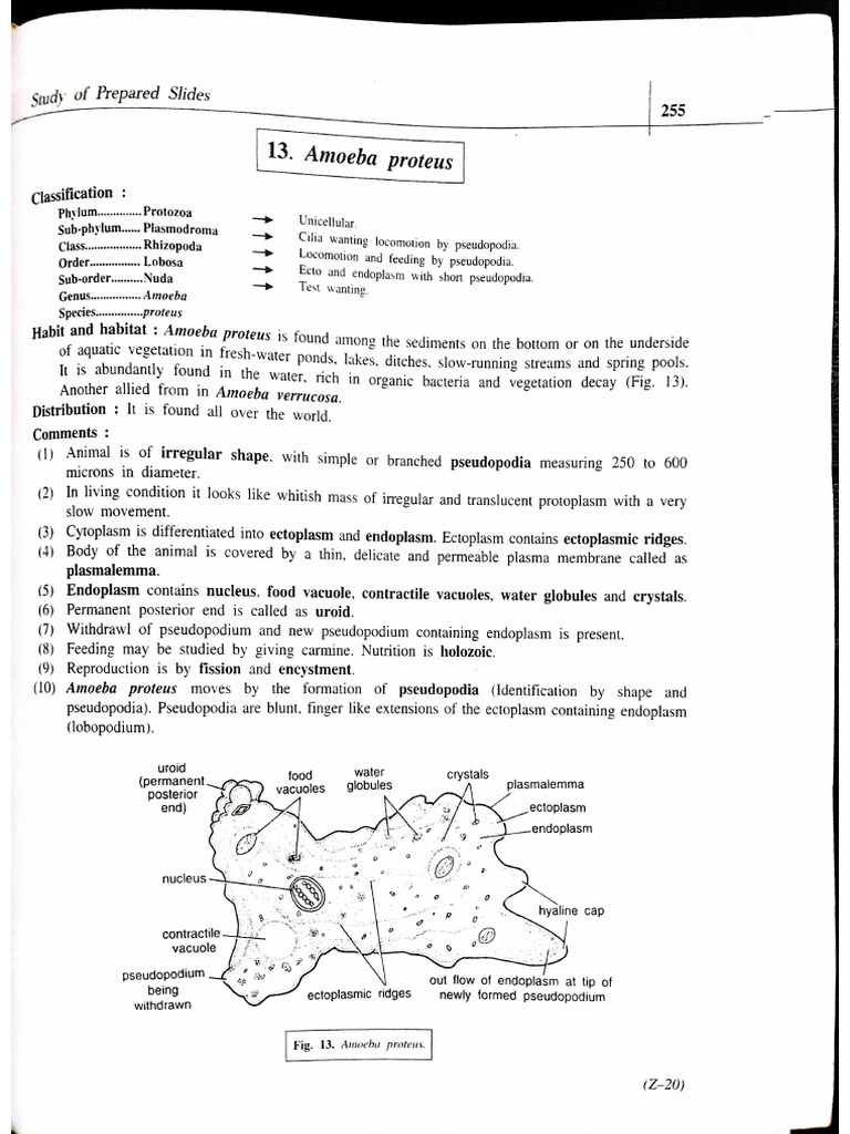 Protozoan's | PDF