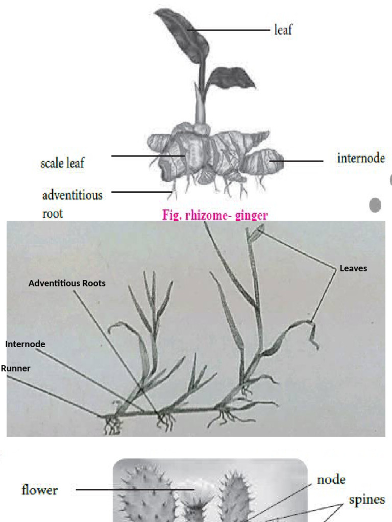 Stem and Leaf Modifications | PDF