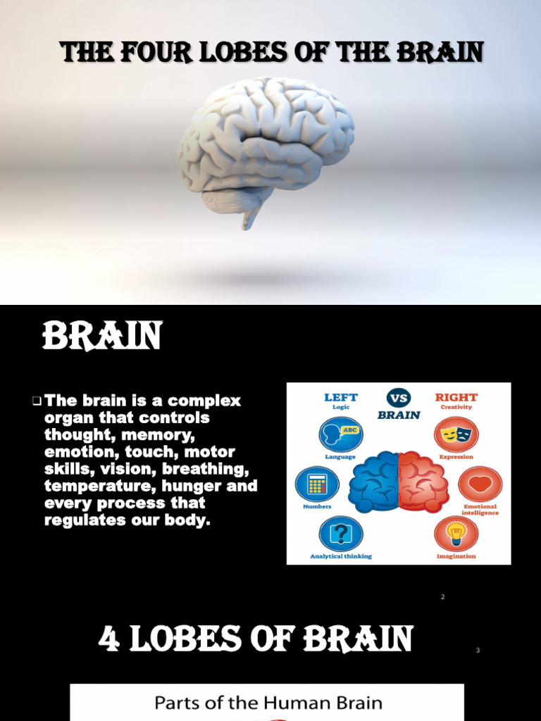 Understanding the Brain's Four Lobes | PDF