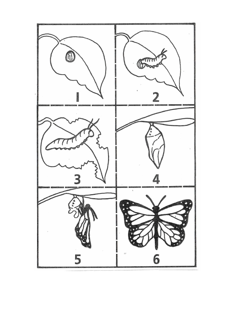 Life Cycle of The Butterfly Worksheet Sequence | PDF