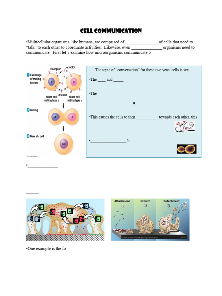 Cell Communication Notes | PDF | Cell Signaling | Signal Transduction