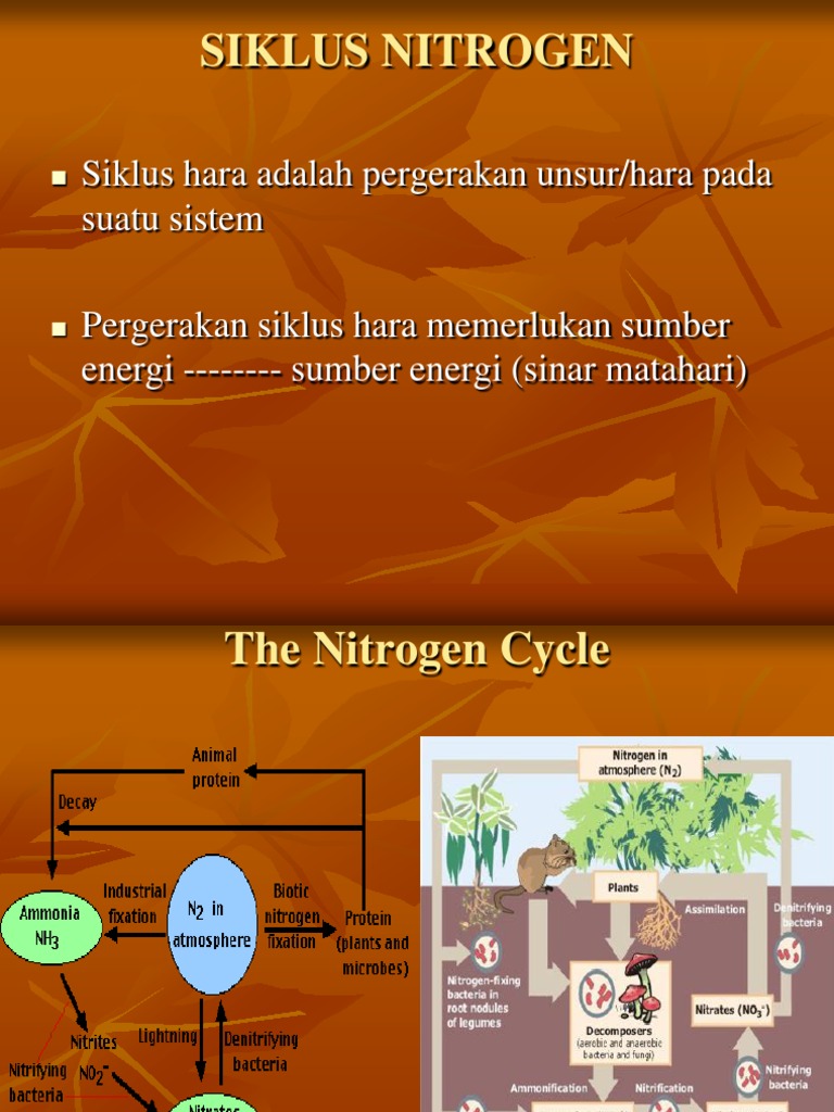 Siklus NPK | PDF | Potassium | Diet & Nutrition