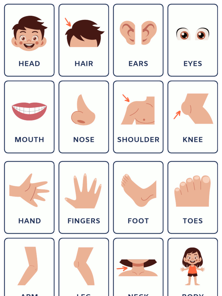 White Neutral Parts of The Body Flashcards | PDF
