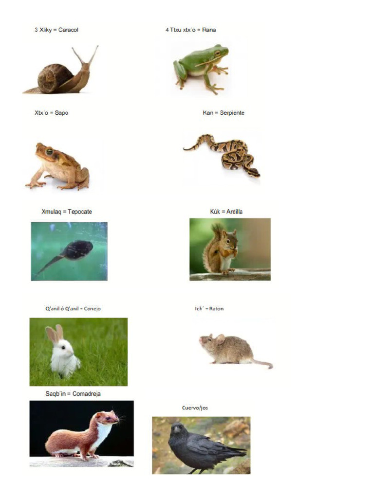 Animales Salvajes en Mam y Español | PDF