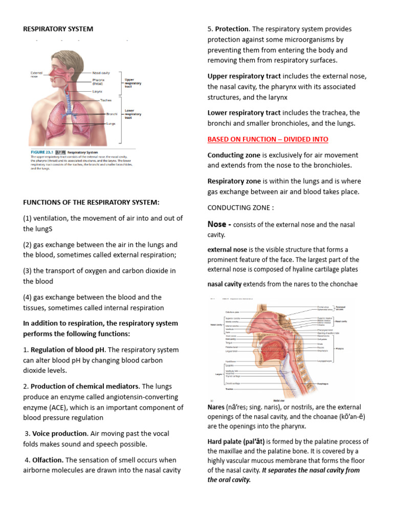 Respiratory System Handout | PDF | Respiratory Tract | Lung