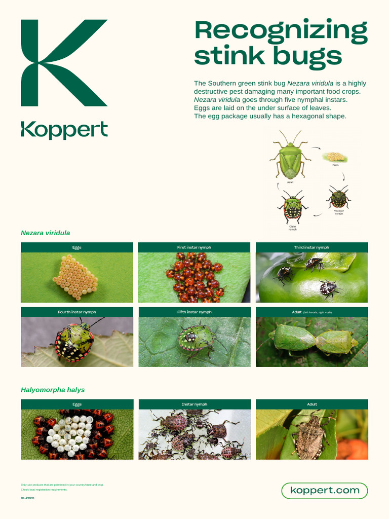Recognize Southern Green Stink Bug en Koppert | PDF