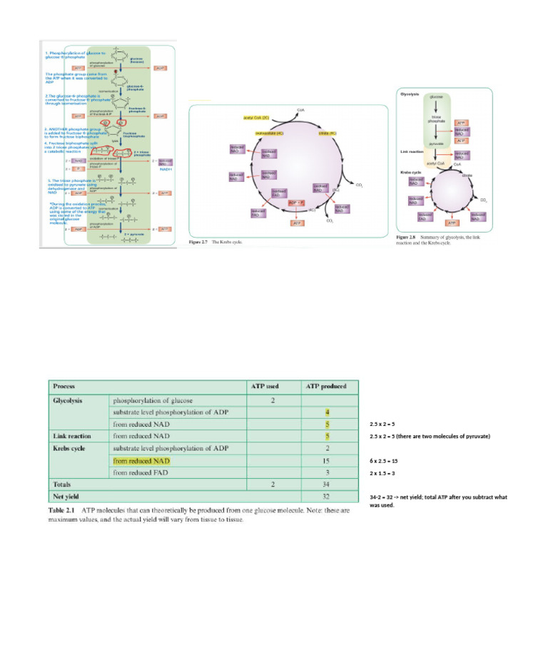 ATP Notes | PDF