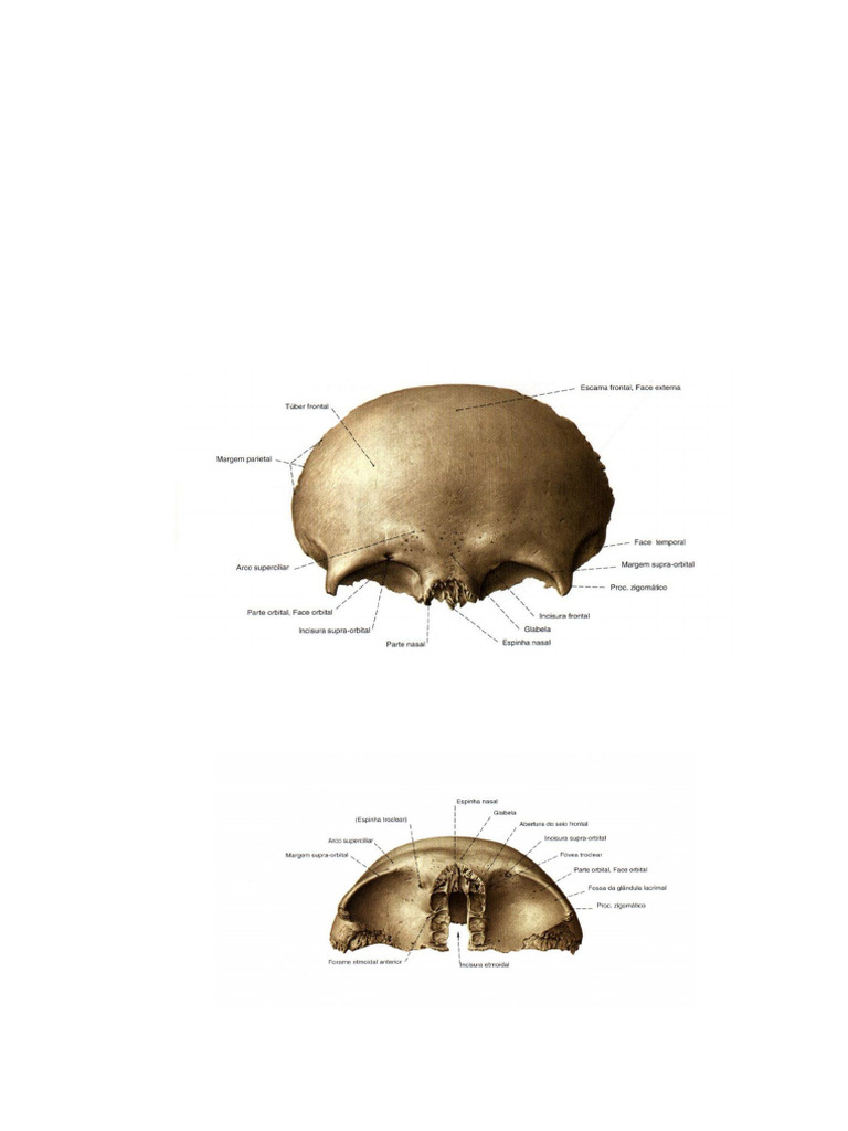 Anatomia dos Ossos do Crânio | PDF | Anatomia dos primatas | Crânio
