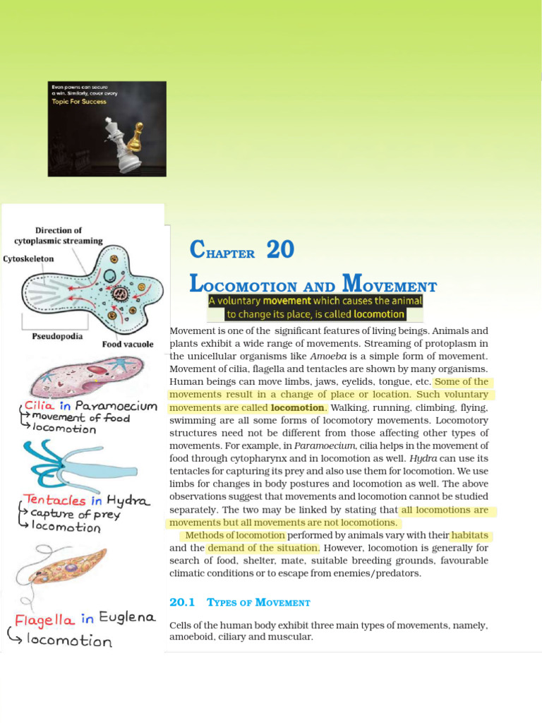 MUSCLE NCERT DRKM E For MAZB | PDF | Muscle Contraction | Muscle