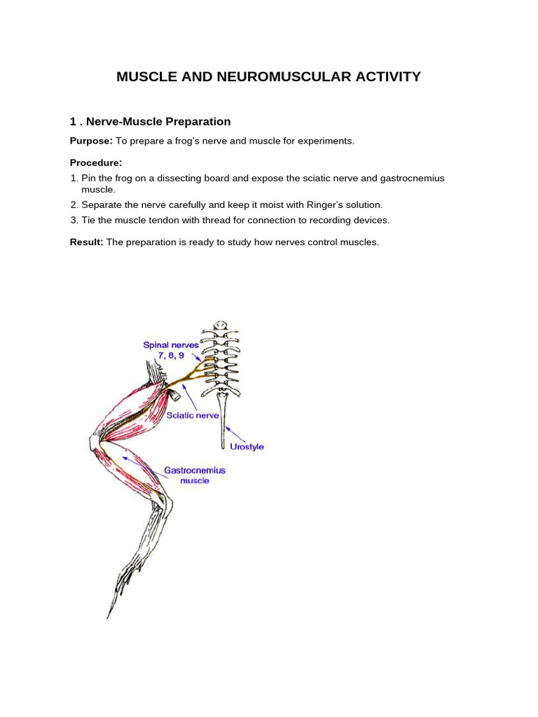 Frog Muscle and Nerve Experiment Guide | PDF | Skeletal Muscle | Muscle ...