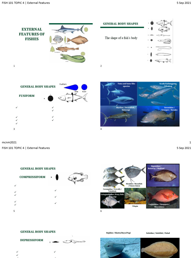 Fish Body Shapes: Compressiform & More | PDF | Vertebrates | Fish