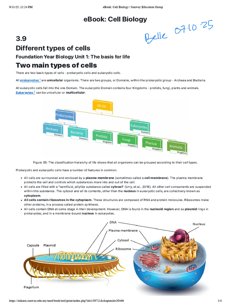 Types of Prokaryotic and Eukaryotic Cells | PDF | Cell (Biology ...