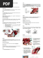 Fish Muscular System Overview | PDF | Skeletal Muscle | Fish