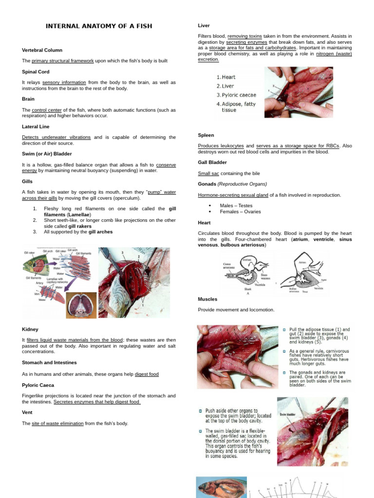 Ichthyology Internal Anatomy Fish Pdf Muscle Stomach