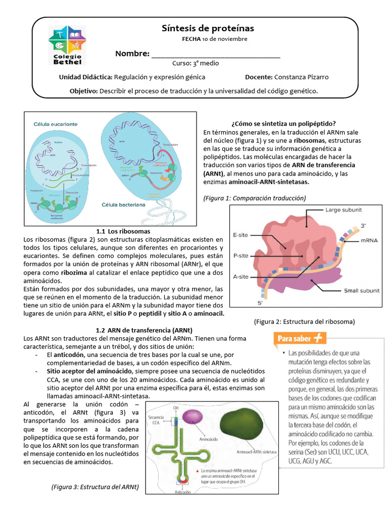 Proceso de Traducción y Síntesis de Proteínas | PDF | Traducción ...