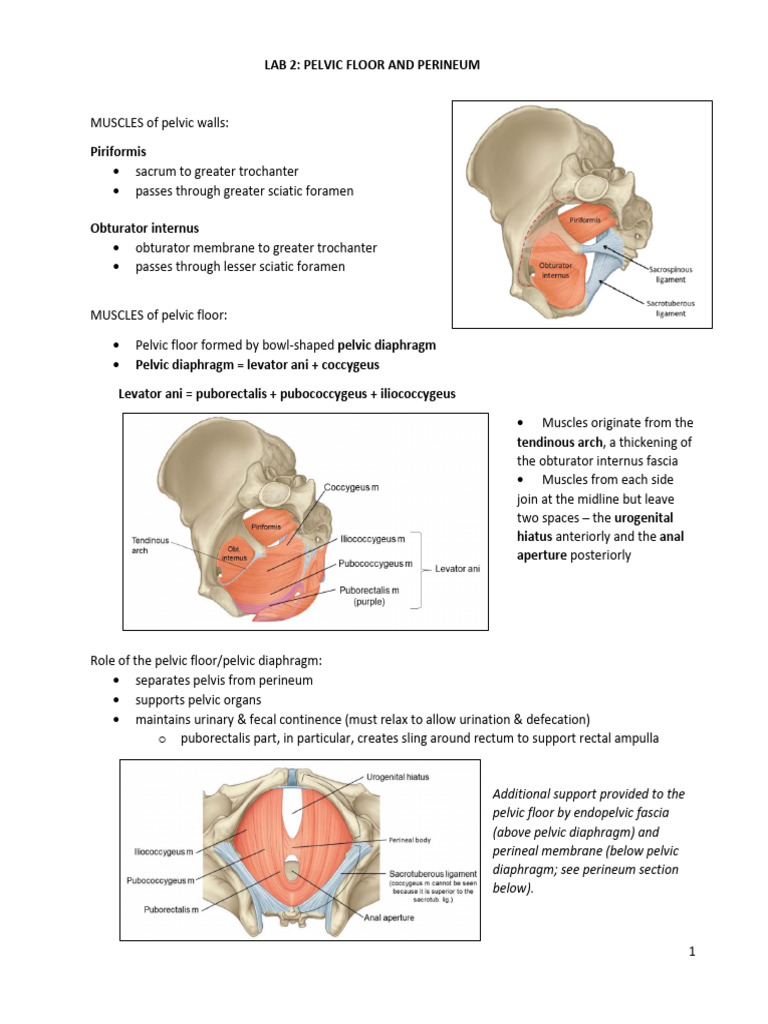 Pelvic Floor and Perineum Anatomy Guide | PDF | Pelvis | Clitoris
