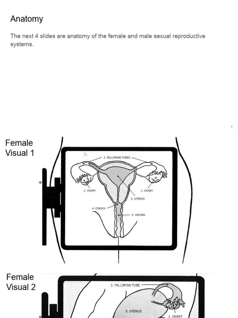 ANATOMY - 8th Grade Sexual Health | PDF