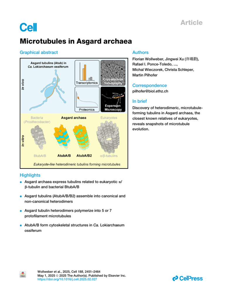 Microtubules in Asgard Archaea | PDF | Microtubule | Cytoskeleton