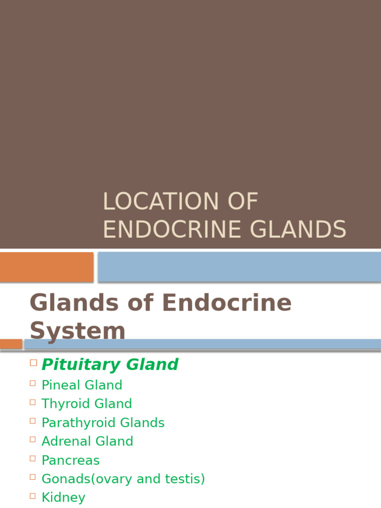 Endocrine Glands Location Guide | PDF