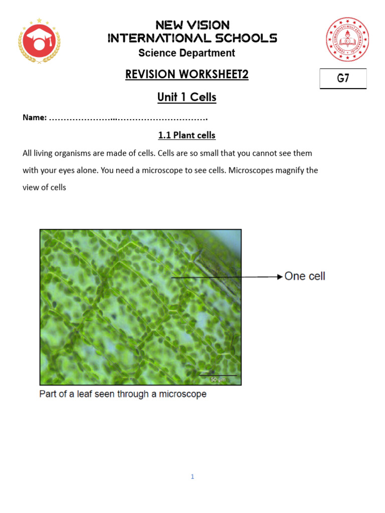 Plant and Animal Cells Overview | PDF | Tissue (Biology) | Cell (Biology)