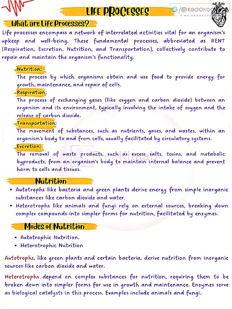 Life Processes | PDF
