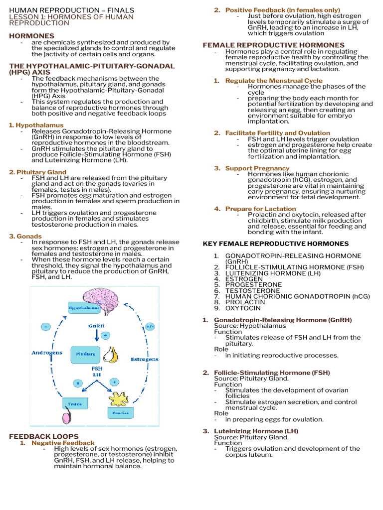 Human Reproductive Hormones Explained | PDF | Luteinizing Hormone ...