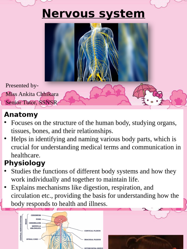 A & P Nervous System | PDF | Neurotransmitter | Axon