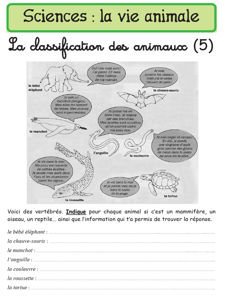 Exercices Classification Des Animaux | PDF