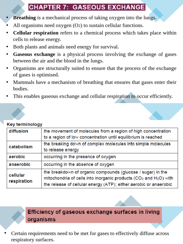 Human Gaseous Exchange | PDF | Respiratory System | Lung