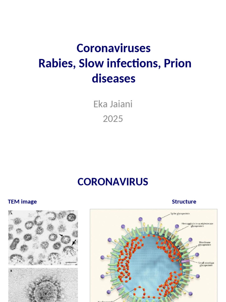 Lecture 11, Coronaviruses, Rabies and Slow Infection, Prions NVU 2024 ...