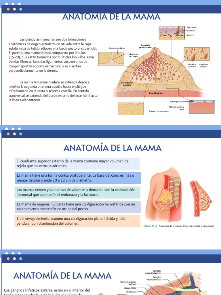 Anatomia de La Mama | PDF | Pecho | Morfología (biología)