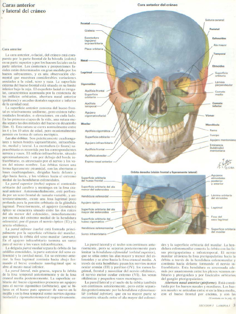 Atlas de Neuroanatomía - Netter | PDF