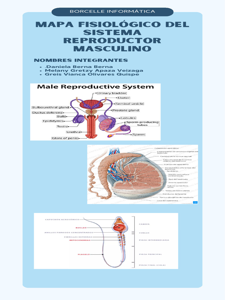 Mapa Fisiológico Del Sistema Reproductor Masculino Sem 9 Sem IV | PDF ...