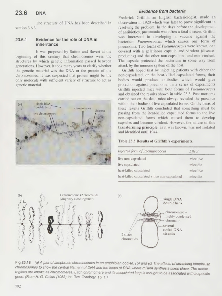 Dna Replication and Protein Synthesis | PDF | Genetic Code | Dna