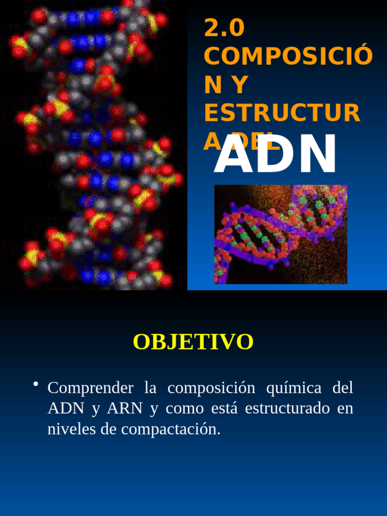 2.0 Composición y Estructura del ADN (1) | PDF | Cromatina | Adn