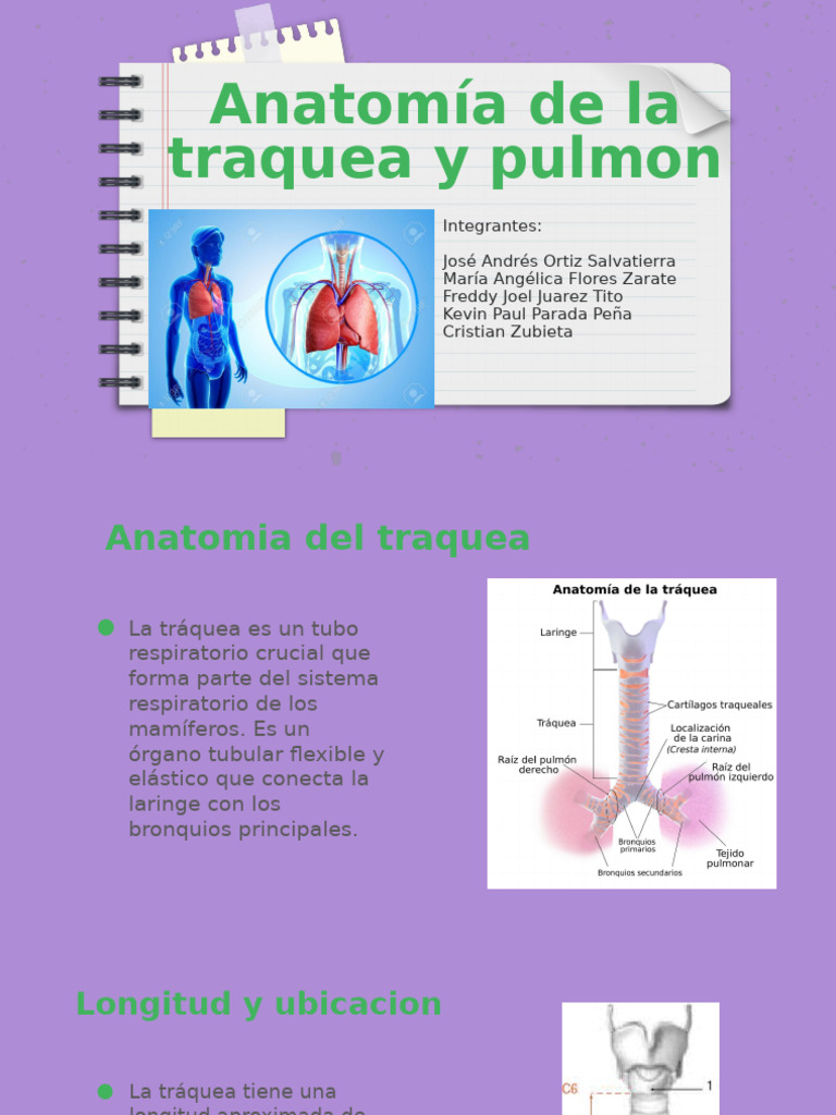 Anatomia de La Traquea y Pulmon a. - Copia | PDF | Pulmón | Tiroides