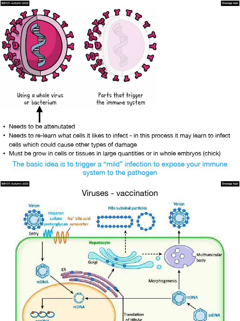 The Basic Idea Is To Trigger A "Mild" Infection To Expose Your Immune ...